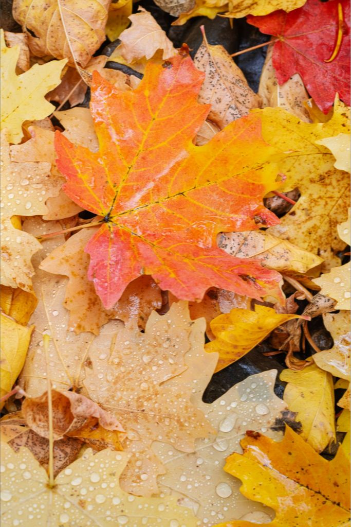 Autumn Maple Leaves – Kayla Crouch Photography